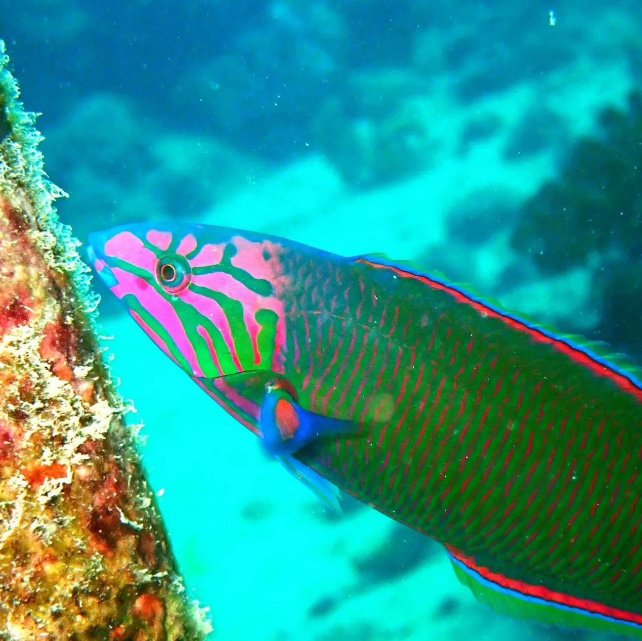 What Are The Fish In The Great Barrier Reef?