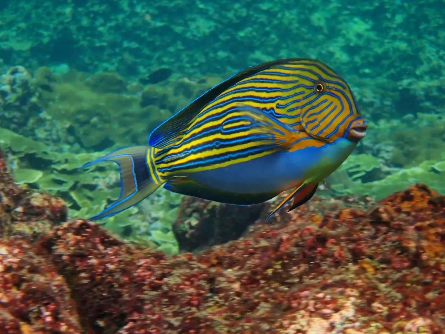 What Are The Fish In The Great Barrier Reef?